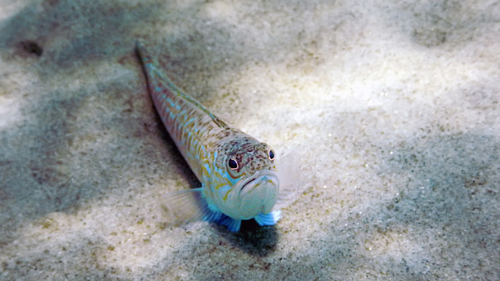 Giftige vis maakt steeds meer slachtoffers langs de Nederlandse kust ...