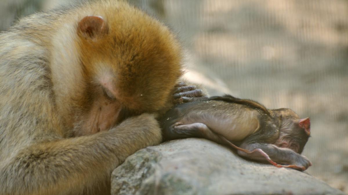 Rouwende moederaap om jong in dierenpark Hoenderdaell - NH Nieuws