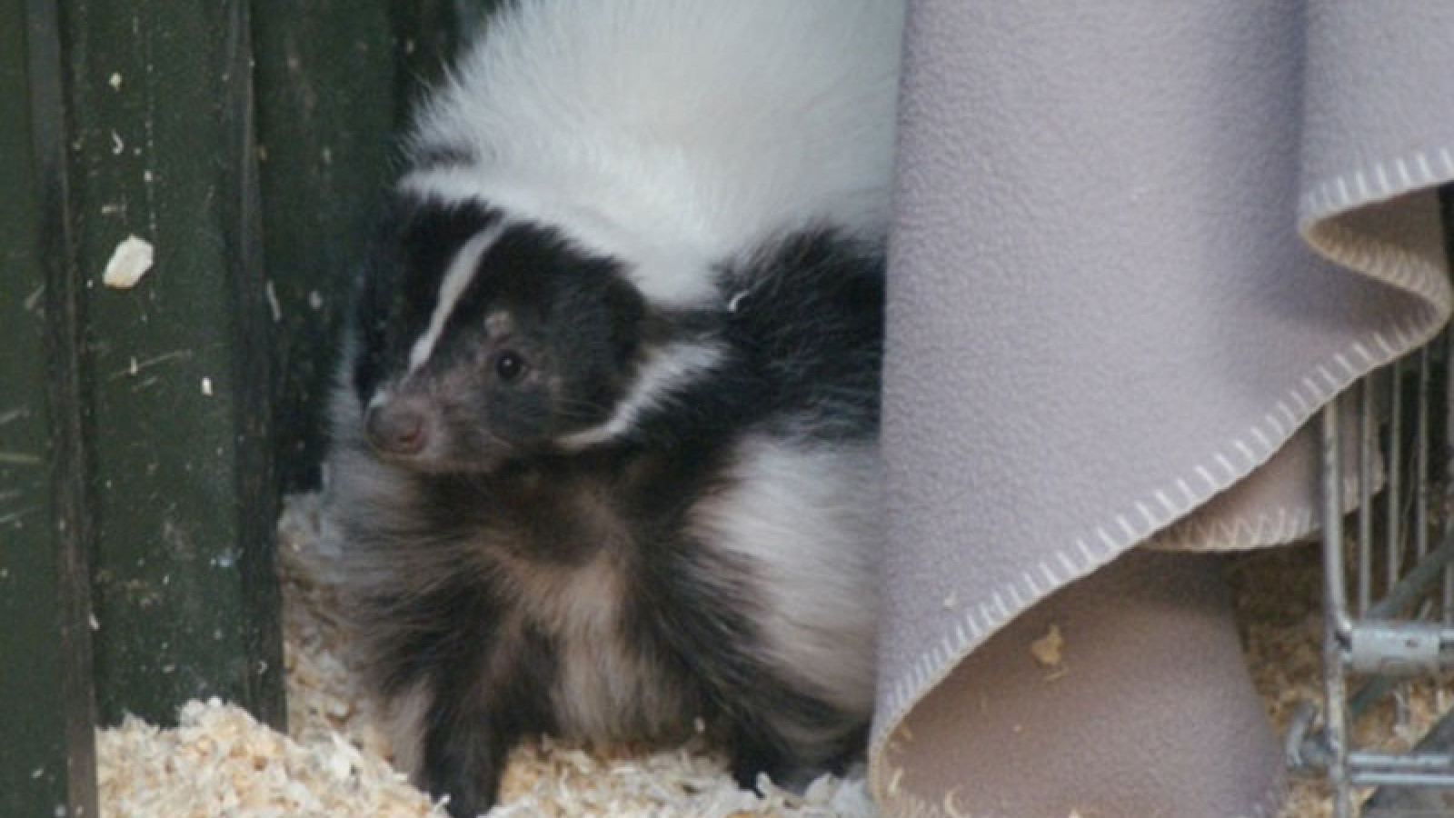 Gevangen stinkdier mist haar mannetje enorm - NH Nieuws