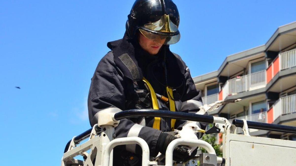 Klemzittende meeuw van balkon gered