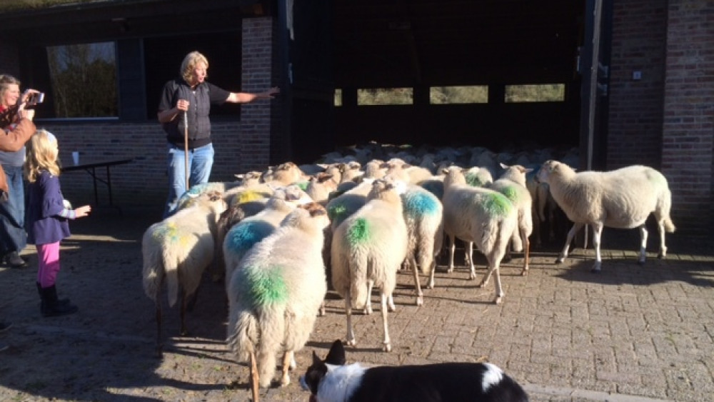 Trend voor de winter: trui van eigen schaap - NH Nieuws
