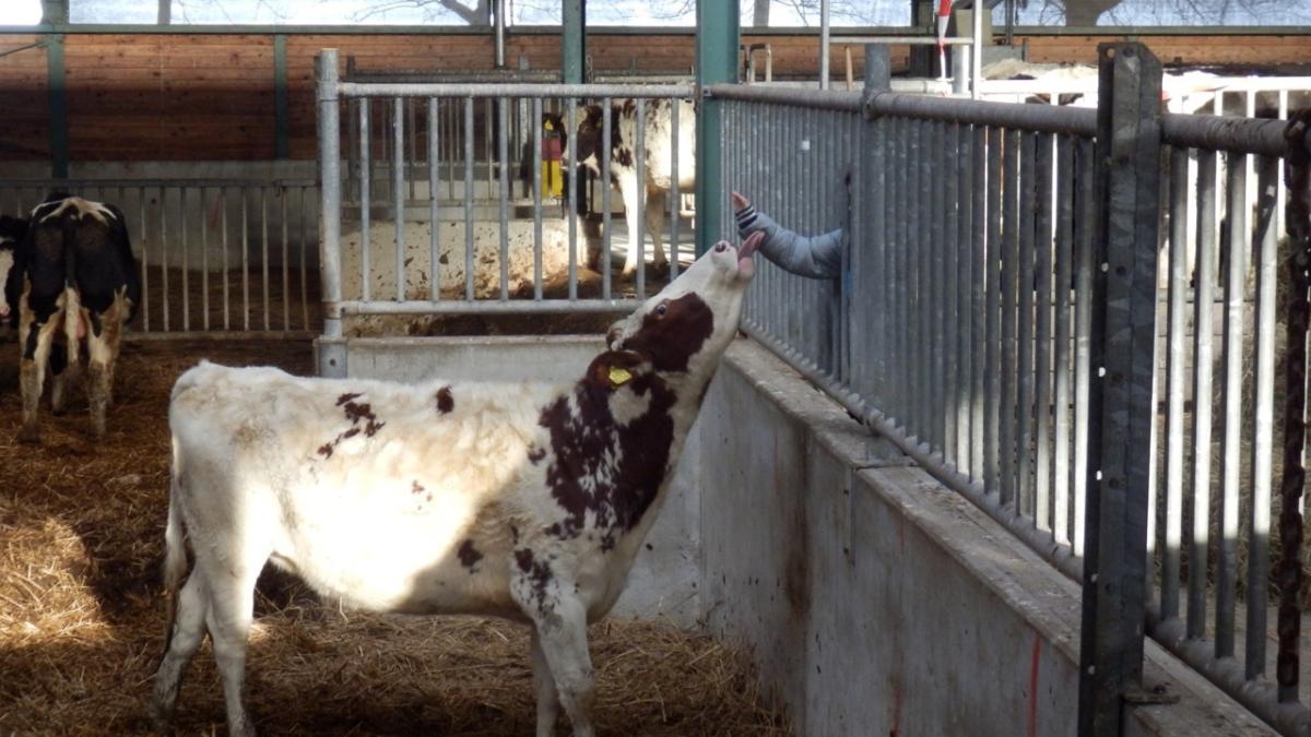 Open dag op de boerderij: chocolademelk en een lik van een koeientong ...