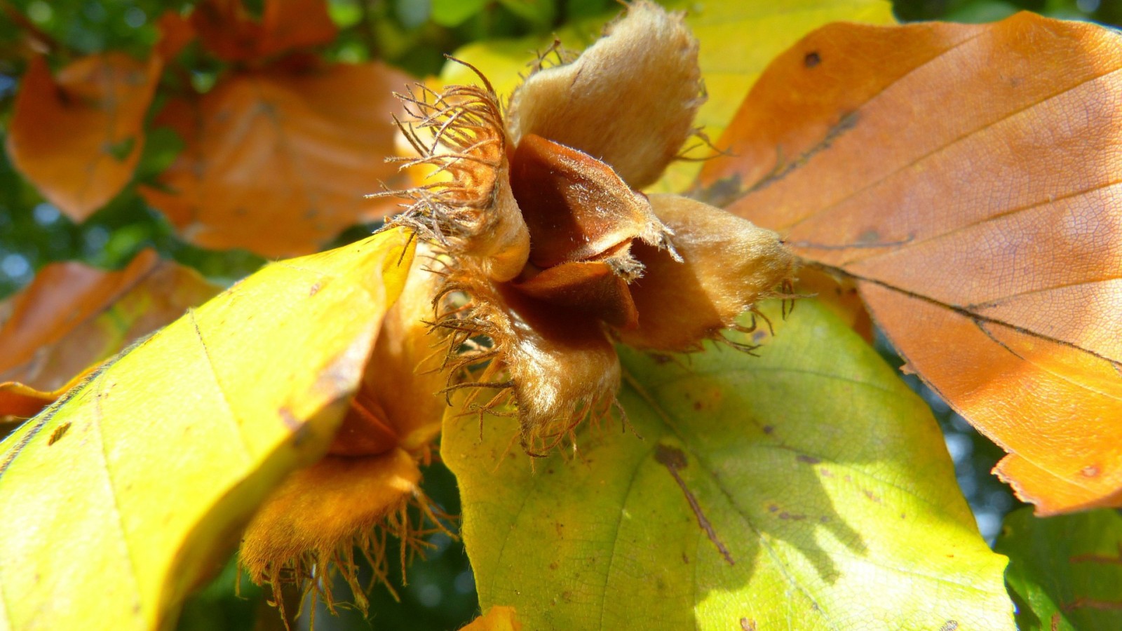 Deze eetbare nootjes en kastanjes kun je vinden in de Noord-Hollandse ...