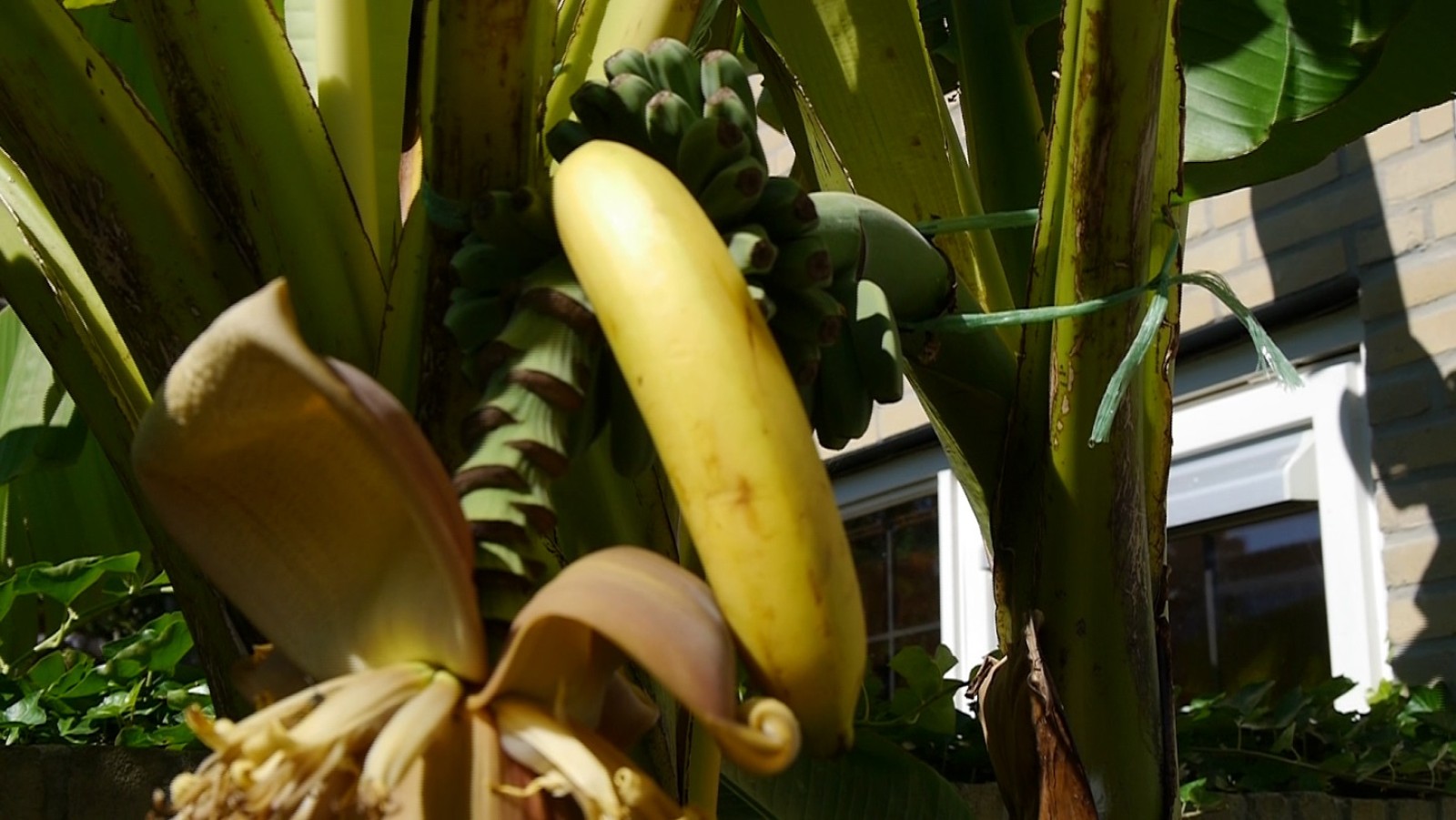 Aalsmeerder verrast na vakantie: er groeien bananen in zijn tuin! - NH ...