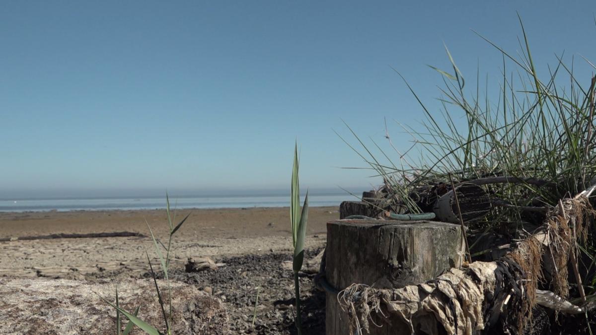 De Waddenzee 'verdrinkt': ramp dreigt voor miljoenen trekvogels - NH Nieuws