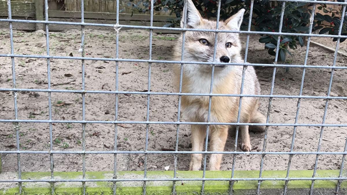 Twee steppevossen ontsnapt uit Texelse dierentuin: één nog steeds ...