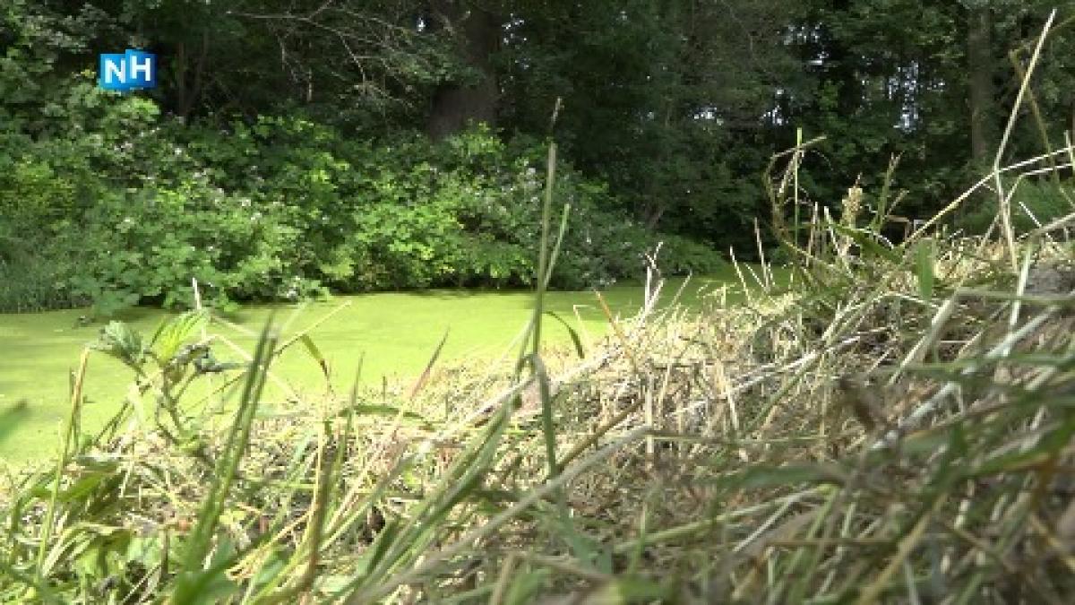 Foutje: gemeente maait berm weg die speciaal voor bijen was gezaaid