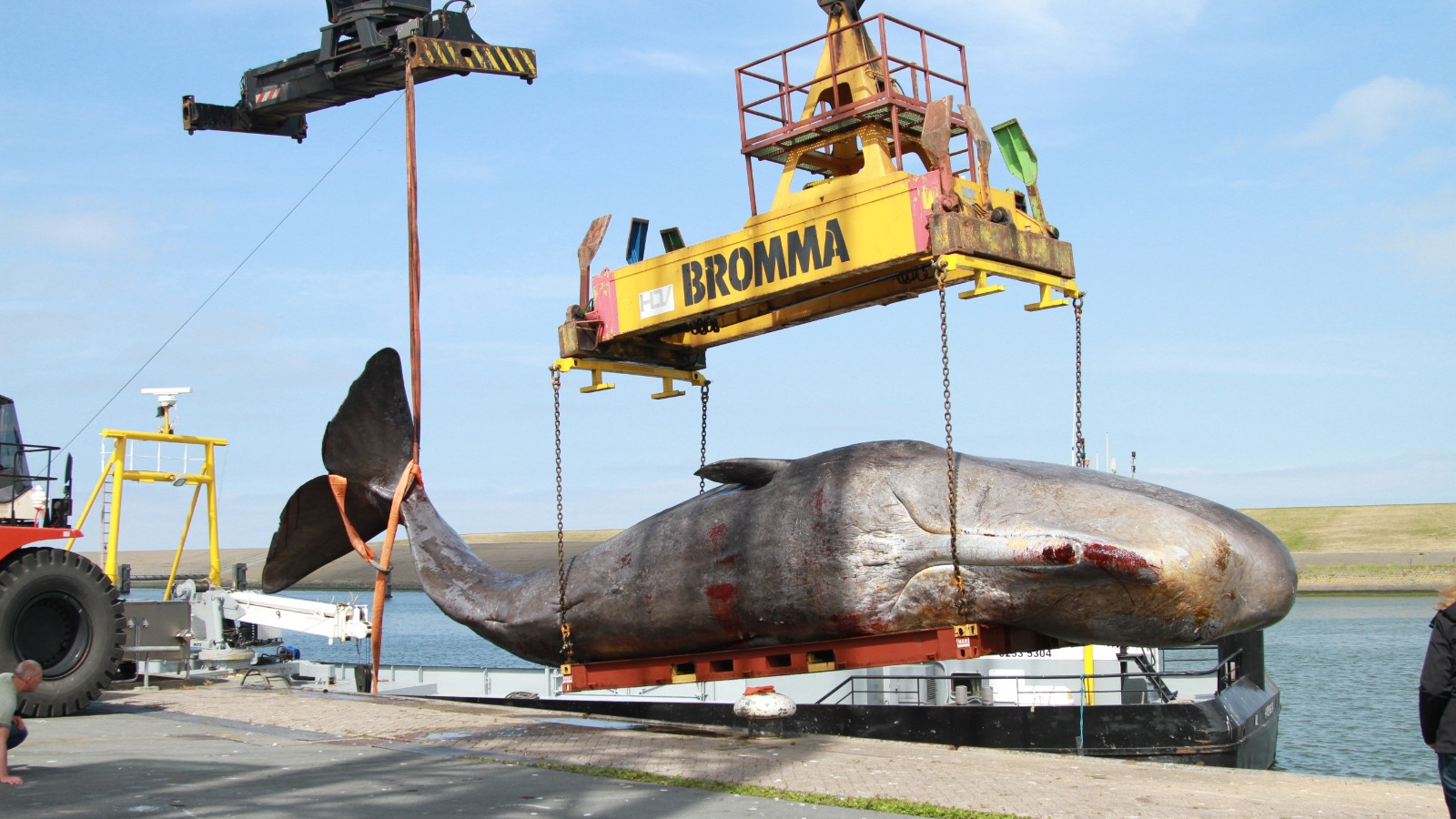 Overleden potvis aan land getakeld: "Hij was zwaarder dan we dachten ...