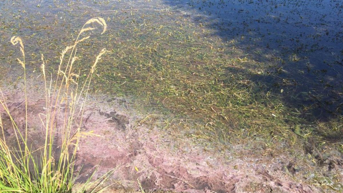 Mogelijk rode blauwalg bij strand Muiderberg - NH Nieuws