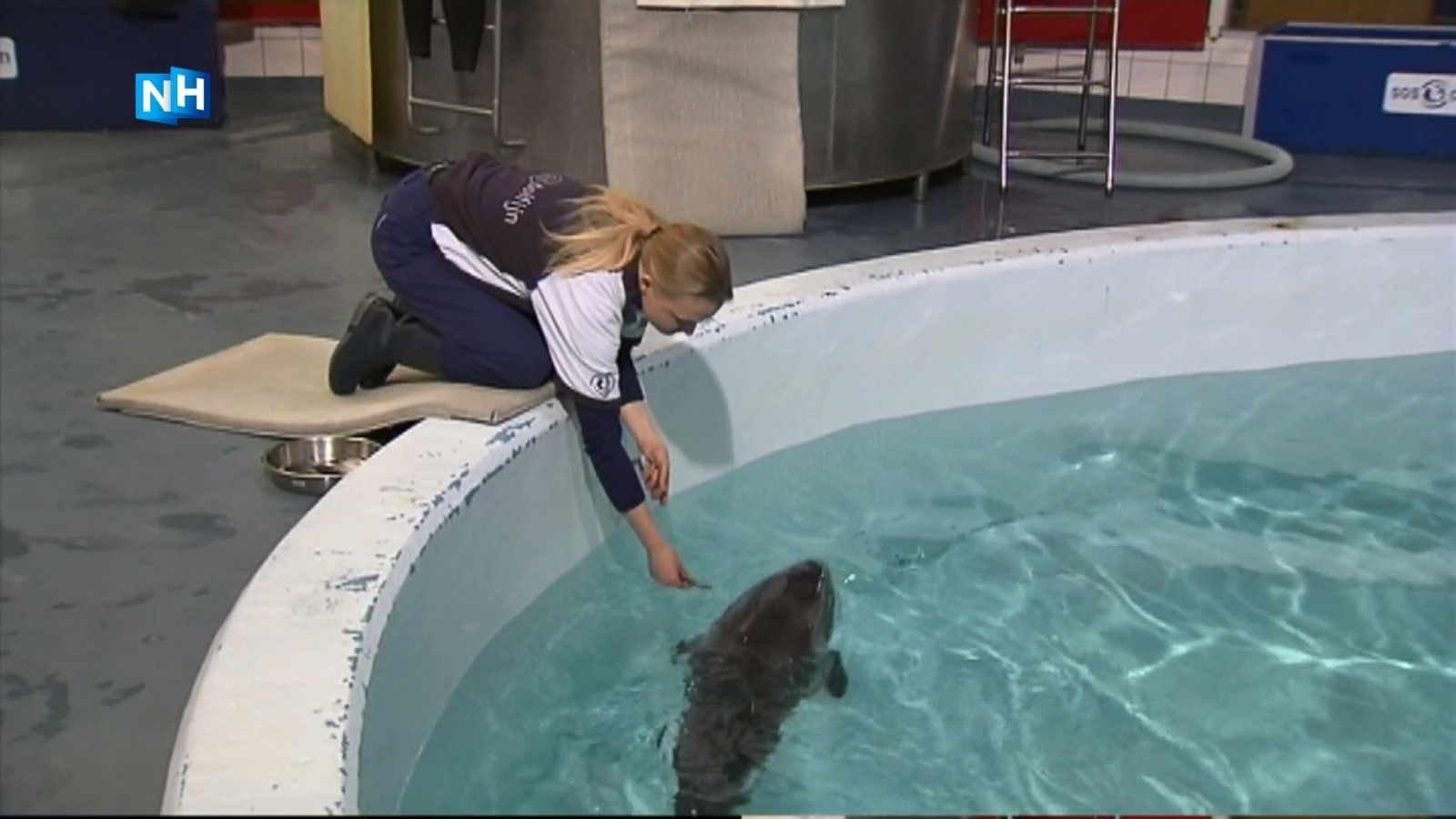 SOS Dolfijn verhuist opvang naar Landgoed Hoenderdaell - NH Nieuws