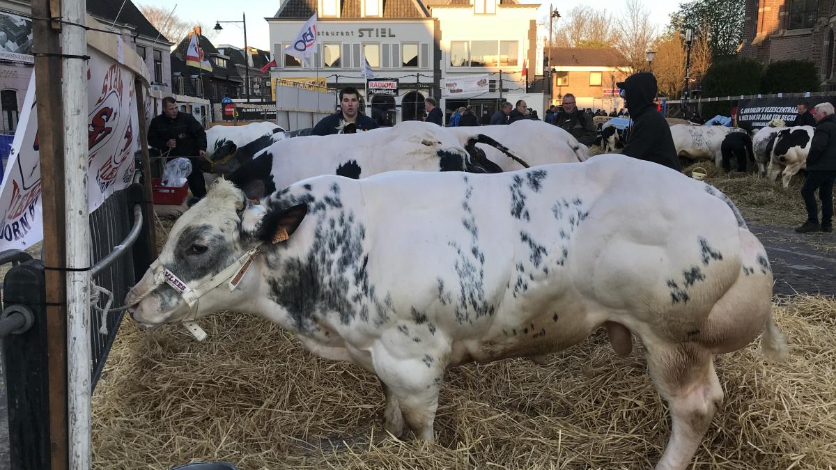 Eindelijk weer dikbillen met Paasvee, kleine dieren moeten nog wel een ...