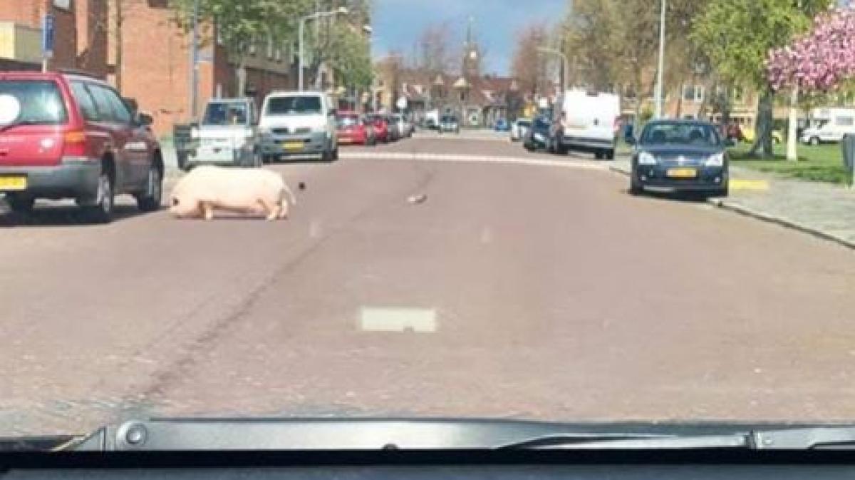 Knor, knor: Automobilist moet stoppen voor overstekend varken in Haarlem 🐷