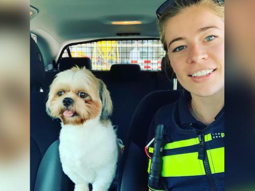 Politie Amsterdam bevrijdt hond uit snikhete auto - NH Nieuws Politie Amsterdam bevrijdt hond uit snikhete auto - NH Nieuws