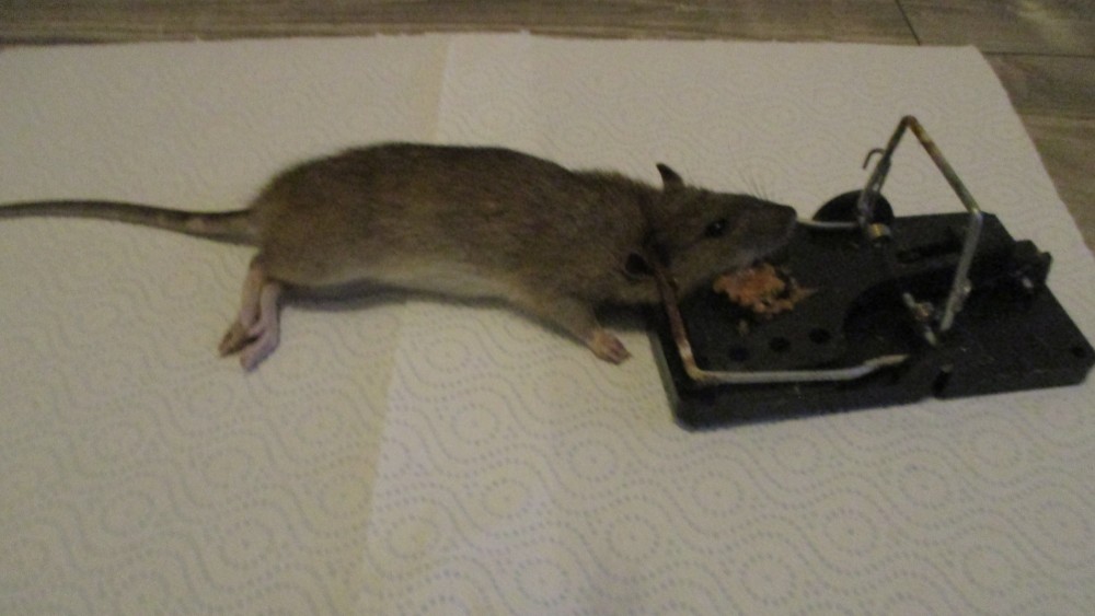 Haarlemse moet zelf ratten vangen, met pindakaas - NH Nieuws