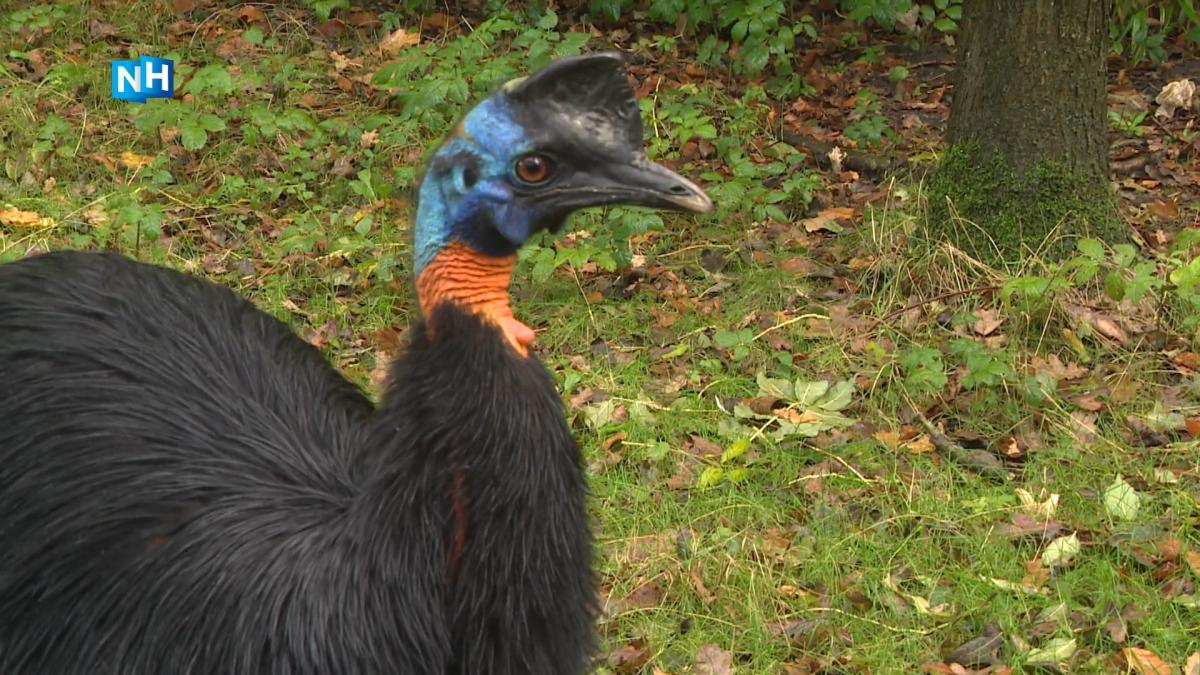 Remy en zijn vrienden: hoe train je een levensgevaarlijke loopvogel ...