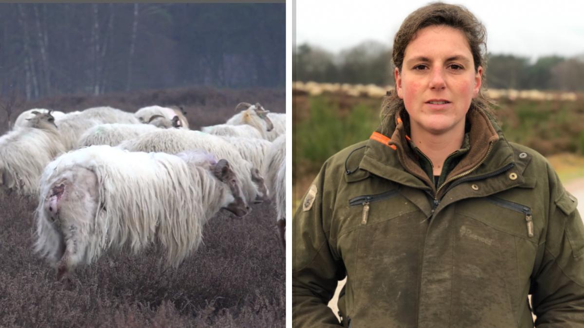 Schaap Art verloor staart door loslopende hond: "Maat is vol, tijd voor ...