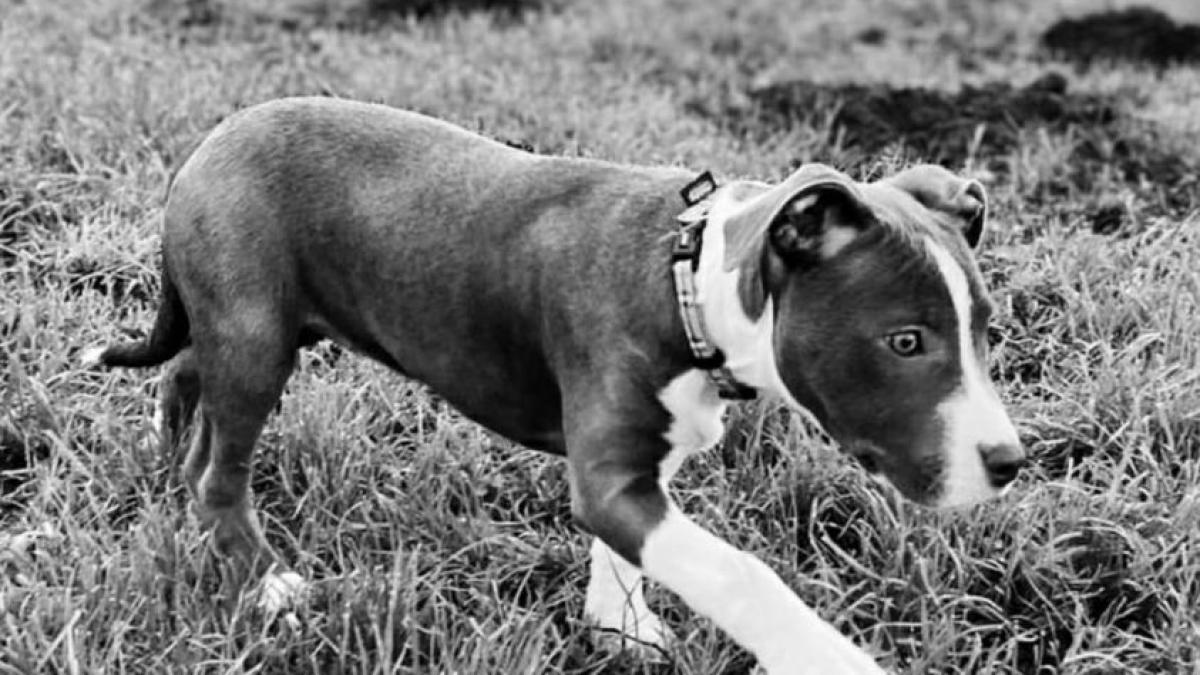 Weggelopen pup Mila dood teruggevonden langs het spoor - NH Nieuws