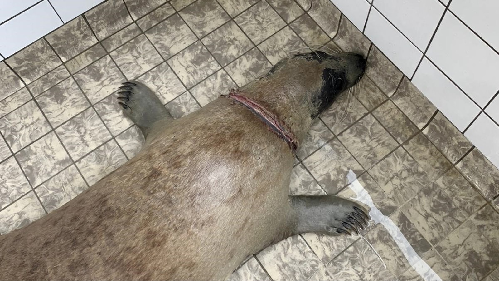 Grijze zeehond verstrikt in visnet: strandvonder en KNRM schieten te ... Grijze zeehond verstrikt in visnet: strandvonder en KNRM schieten te ...