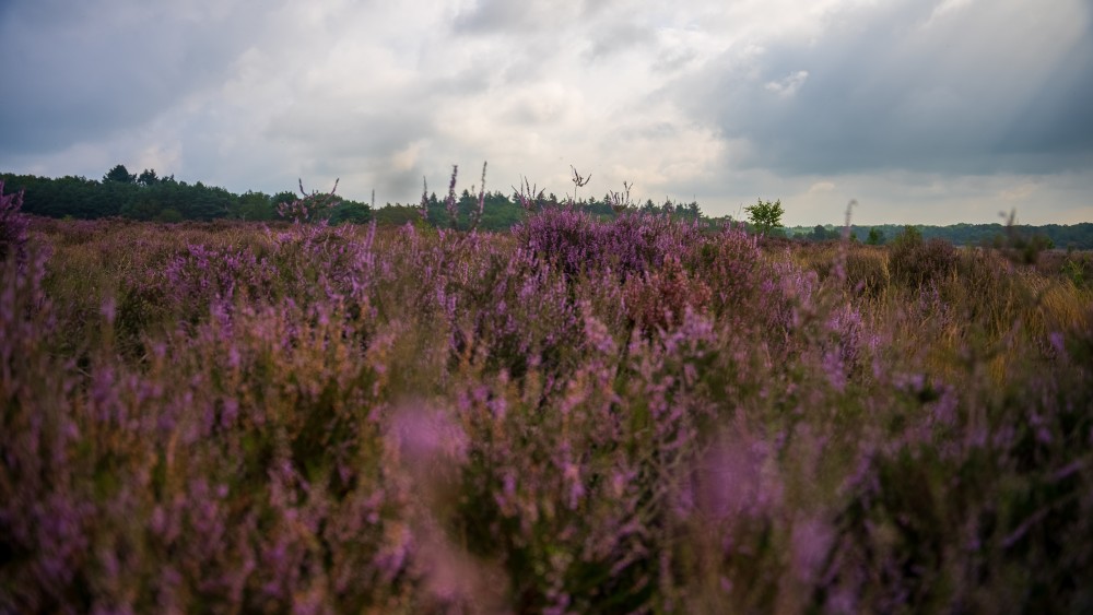 Gooise Heide Dit Weekend Op Zn Paarst Een Bikkel Van Een Plant Nh Nieuws