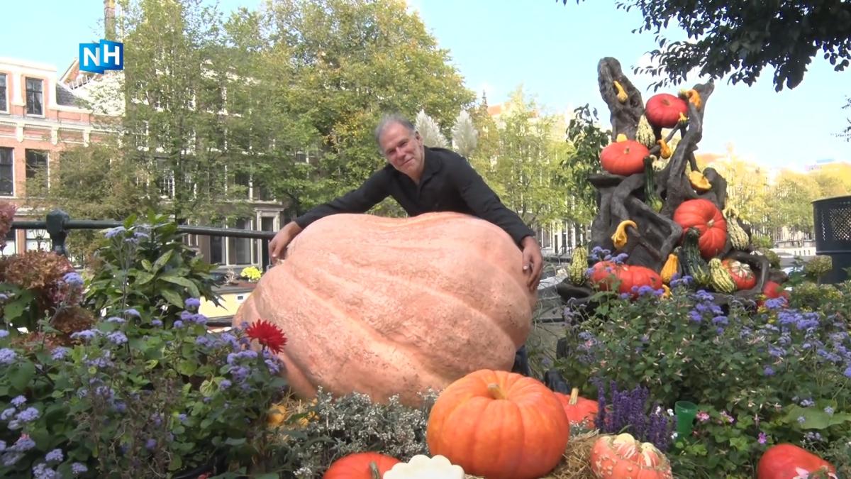 Grootste pompoen van Amsterdam is attractie: "Hij is niet te tillen ...