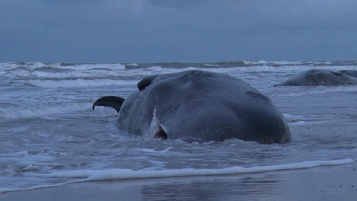 Nog nooit spoelden zulke grote beesten aan op Texel: "Ik wist: ik moet ...