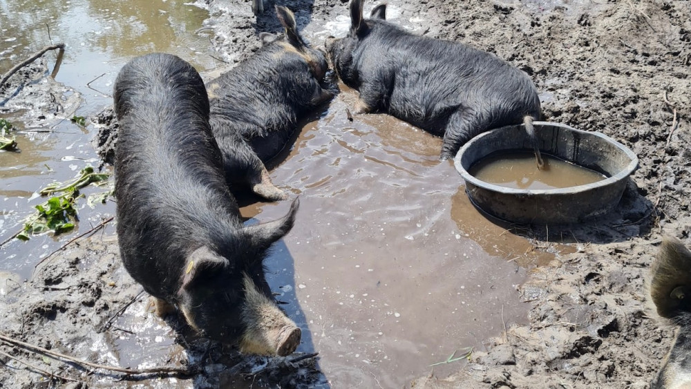 Wroetende varkens schrik van Japanse duizendknoop en andere woekeraars ...