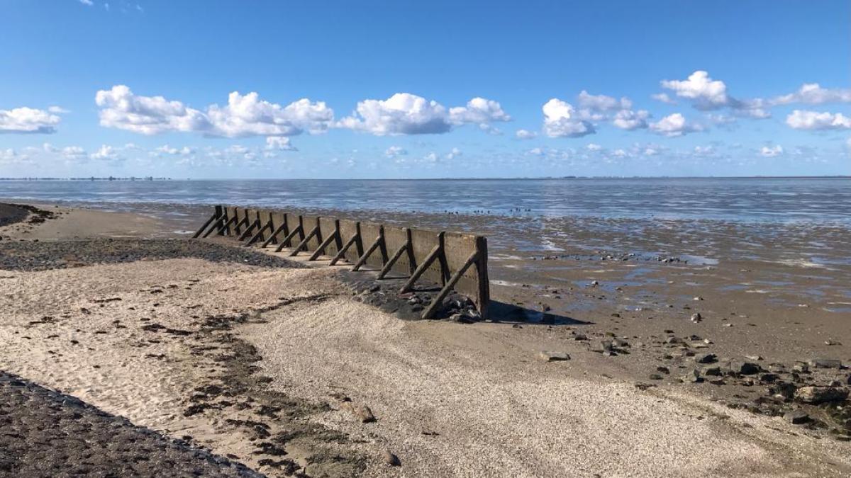 De jonge haring groeit graag op in de Waddenzee