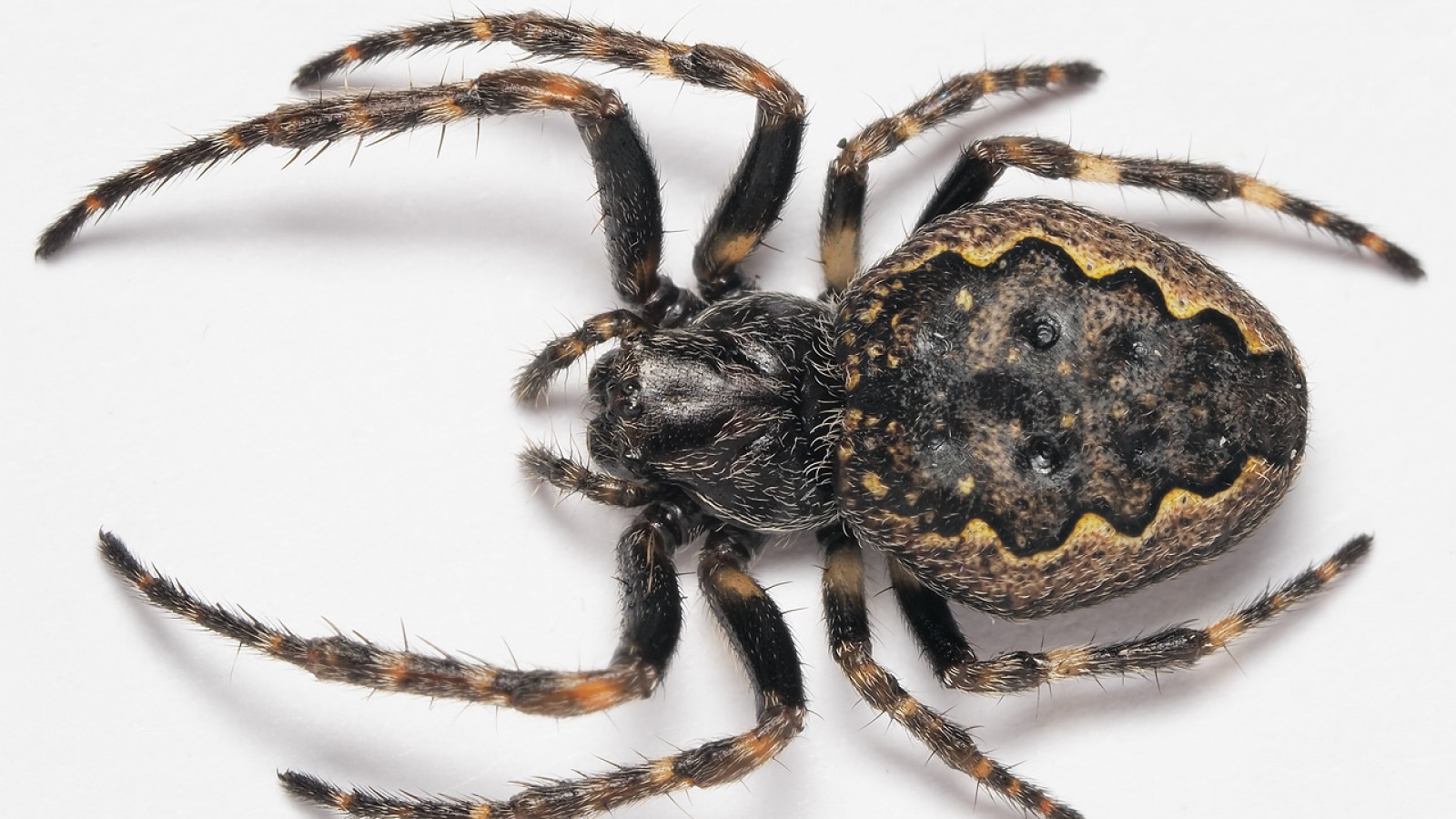 Deze vijf spinnen zie je niet snel, maar zitten wel bij jou in huis ...