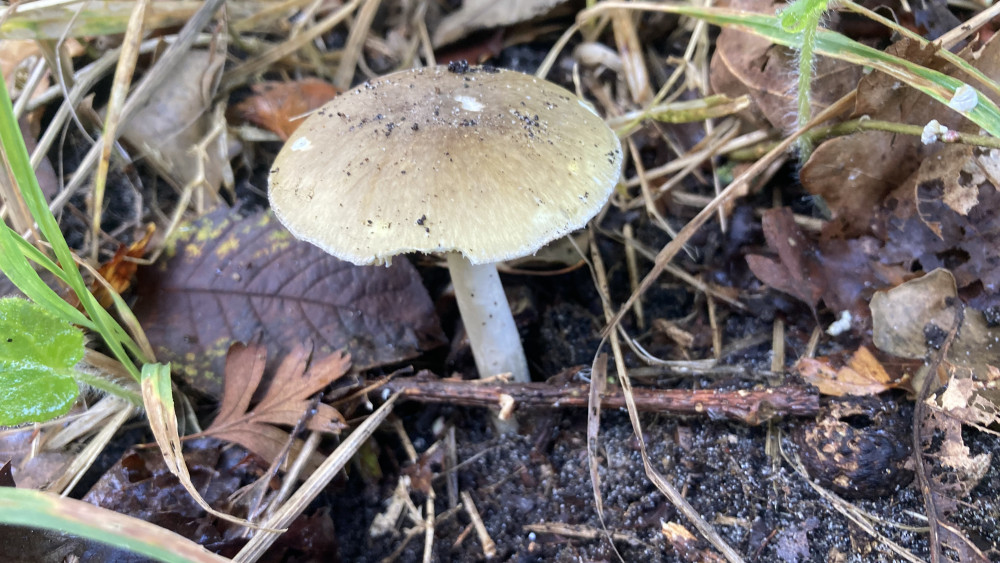 De giftigste paddenstoel ter wereld groeit in Bloemendaal - NH Nieuws