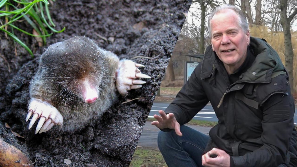 Op zoek naar molshopen tijdens de mollentelling: "Slecht voor je gazon ...