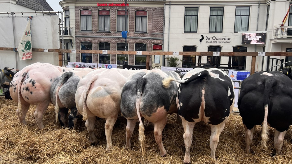 De eerste dikbilkoeien staan al op een rij: Schagen na drie jaar weer ...