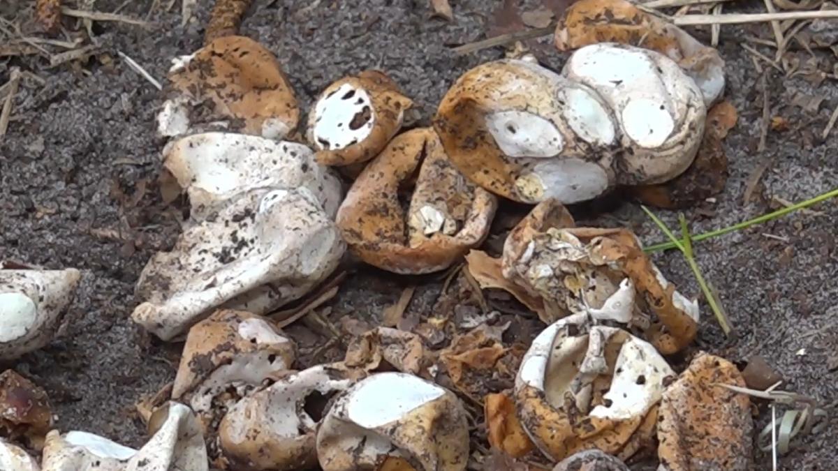 Larense ringslangen leggen 51 eitjes: ''Hier kan je 'm spotten''