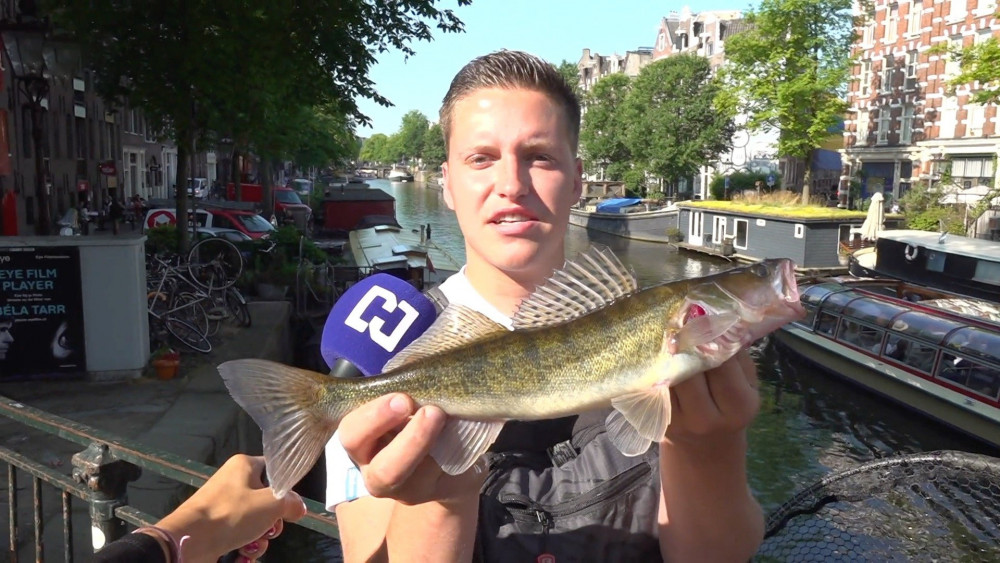 Als een vis in het water: schone grachten trekken steeds meer eetbare ...