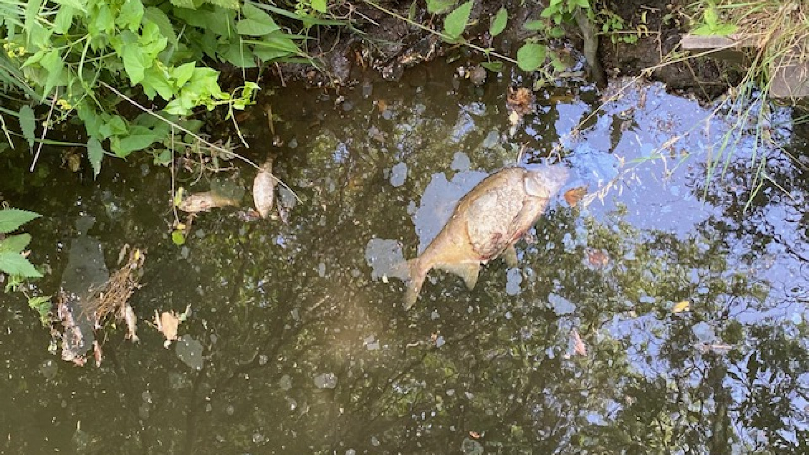 Dode vissen en zwarte sloten, water op meerdere plekken vervuild na ...