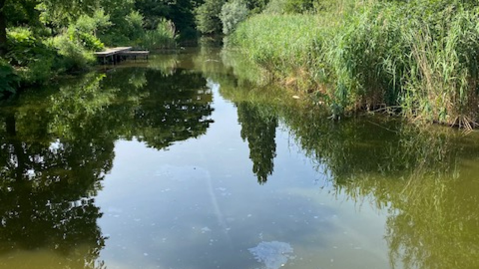Dode vissen en zwarte sloten, water op meerdere plekken vervuild na ...