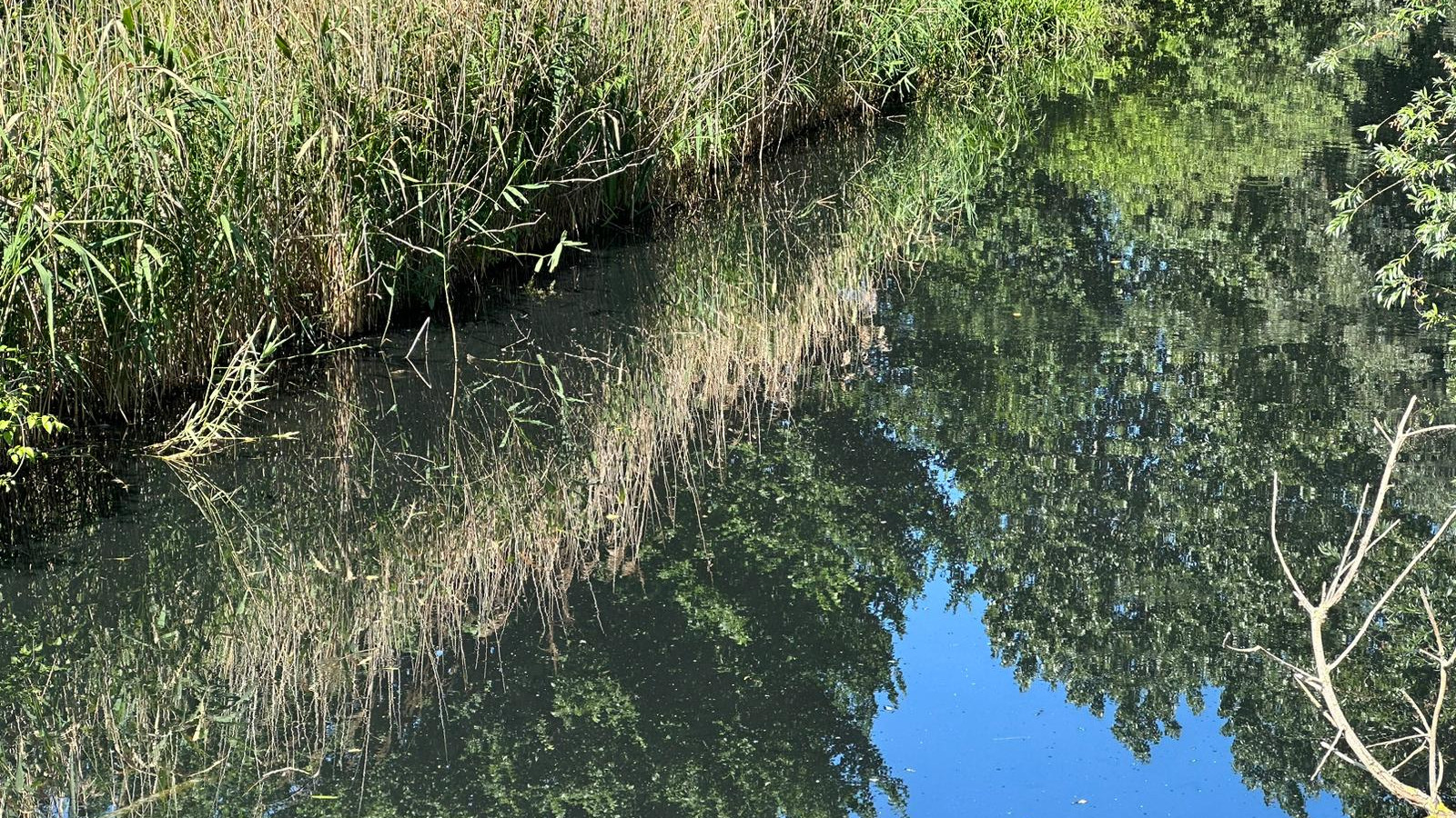 Dode vissen en zwarte sloten, water op meerdere plekken vervuild na ...