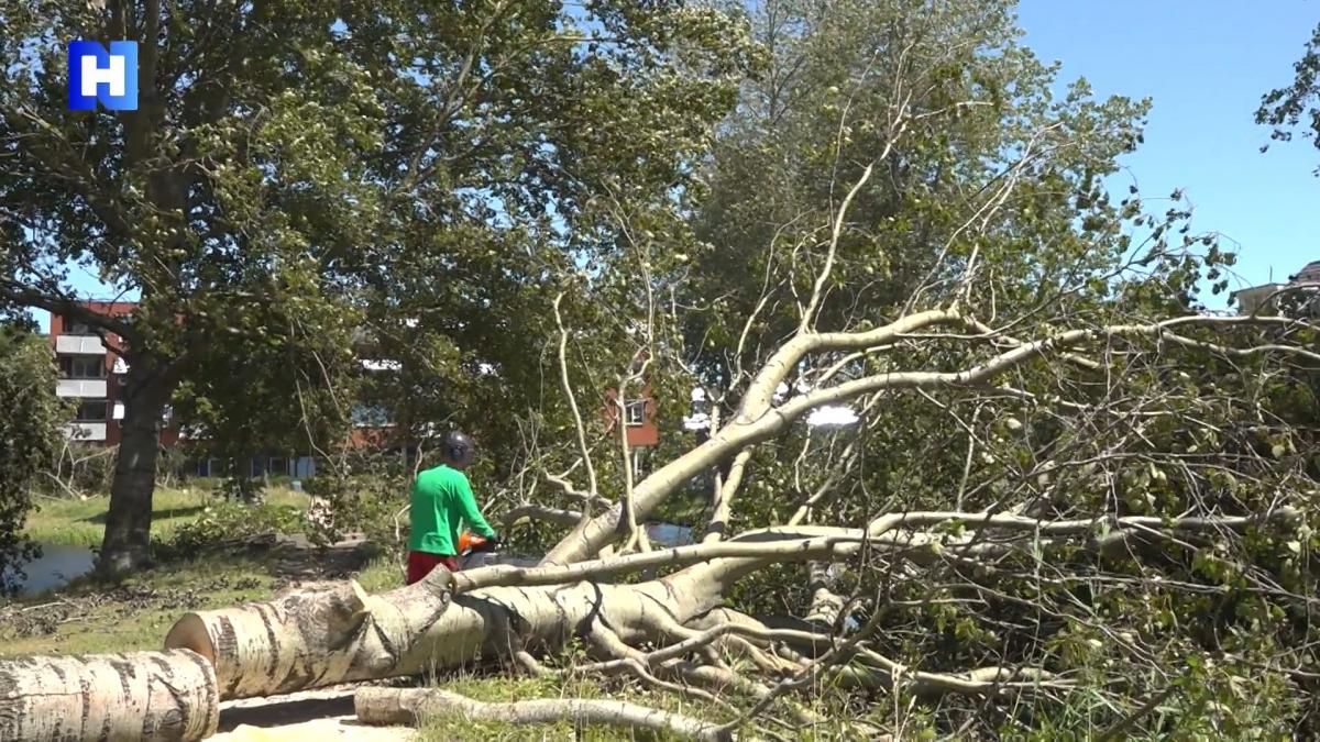 "Enorme schade na storm Poly: Boombeheerder Ton Zuidervaart aangeslagen ...