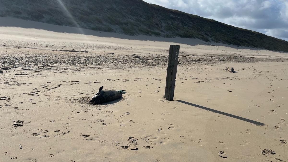 Nasleep van storm Poly: dode zeehonden aangespoeld in Castricum - NH Nieuws