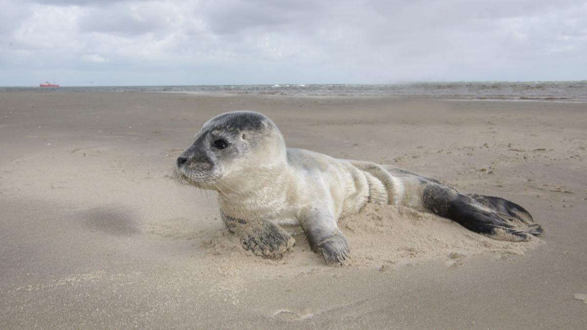 Zeehonden steeds vaker slachtoffer van hondenbeten, soms zelfs met ...