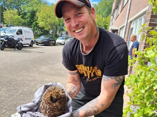 Reddende engel Mark redt zwemmende egel van verdrinkingsdood - NH Nieuws