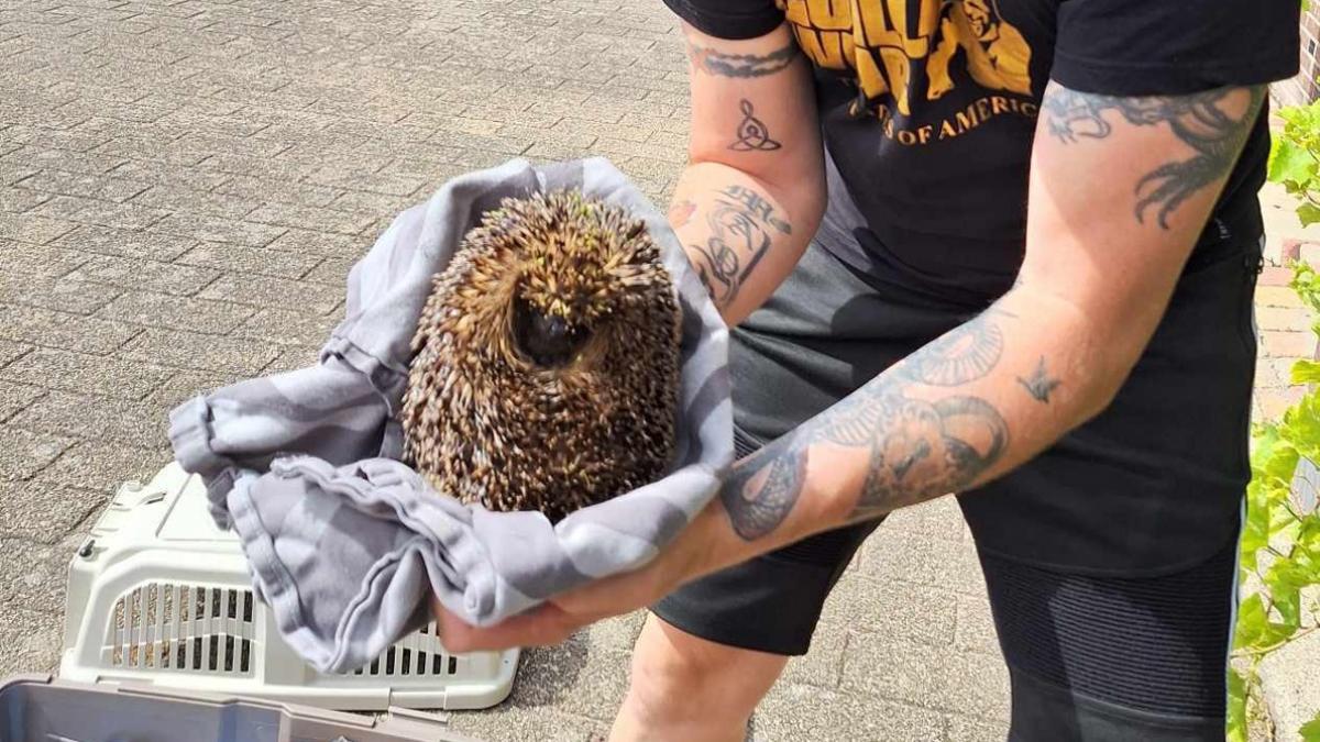 Reddende engel Mark redt zwemmende egel van verdrinkingsdood - NH Nieuws