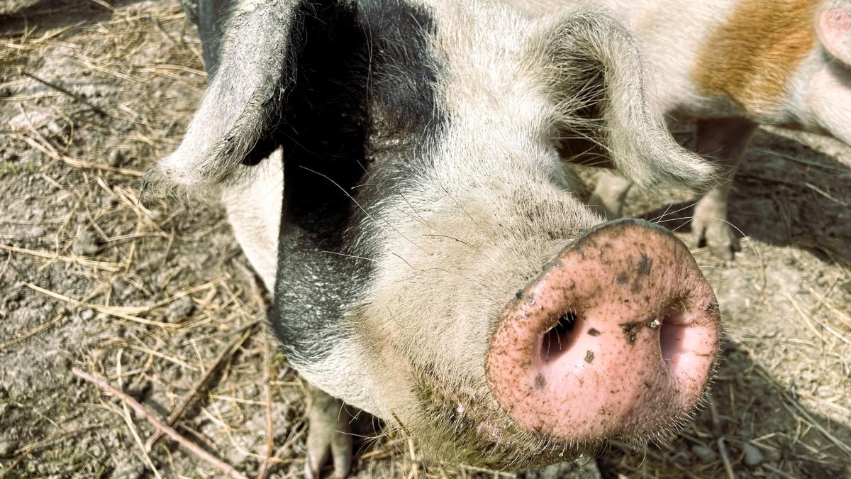 Vier vrienden Piggly, Sjaakie, Brownie en Kleintje na trouwe dienst ...