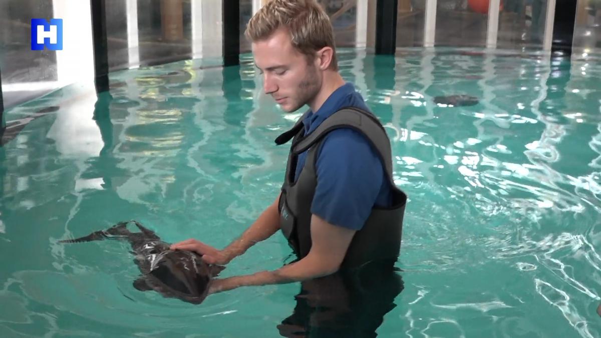 Bruinvis Jack sleept postuum toch nog vrijwilligers binnen voor SOS ...