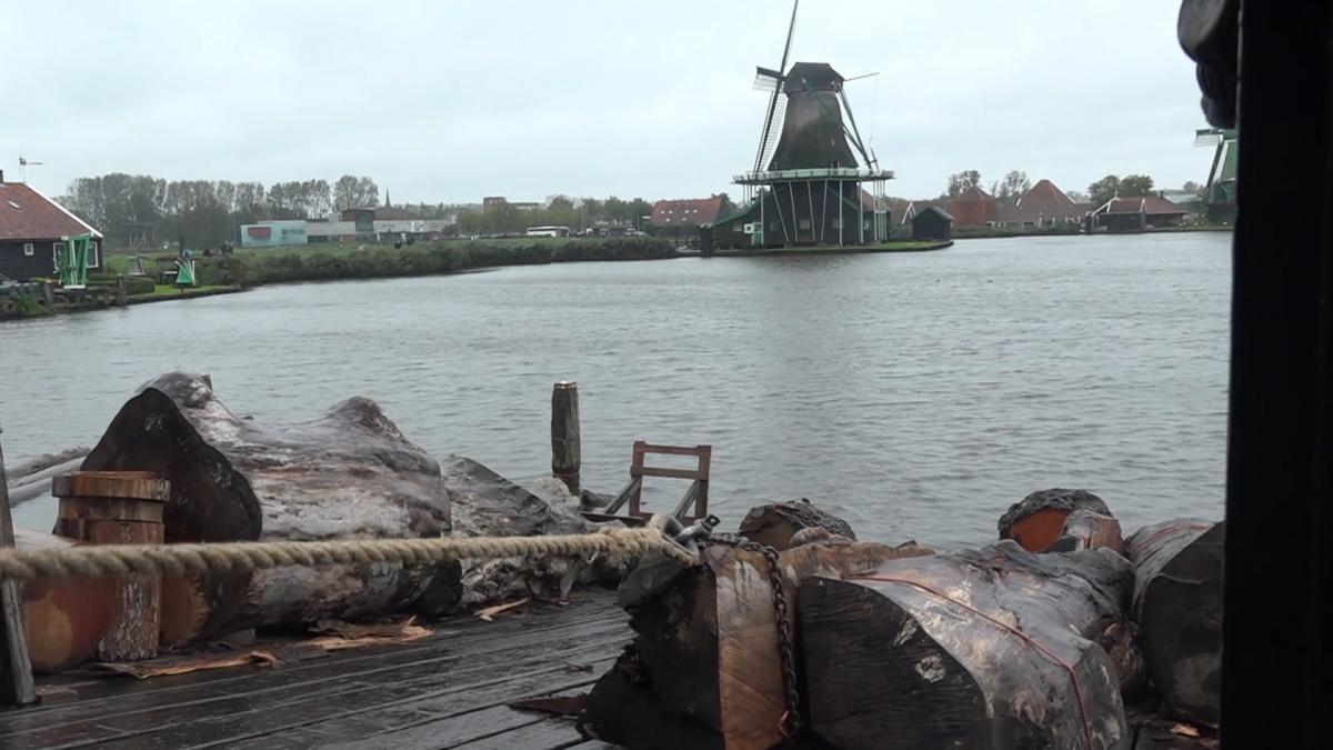 Omgewaaide monumentale beuk uit Haarlem verzaagd op Zaanse Schans ...