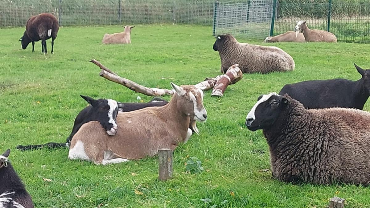 Einde dreigt voor kinderboerderij De Veldmuis door nieuwe plannen in ... Einde dreigt voor kinderboerderij De Veldmuis door nieuwe plannen in ...