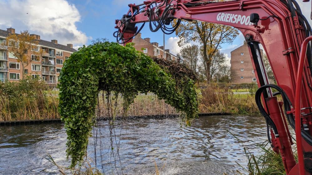 planten – INVASIEVE EXOOT
