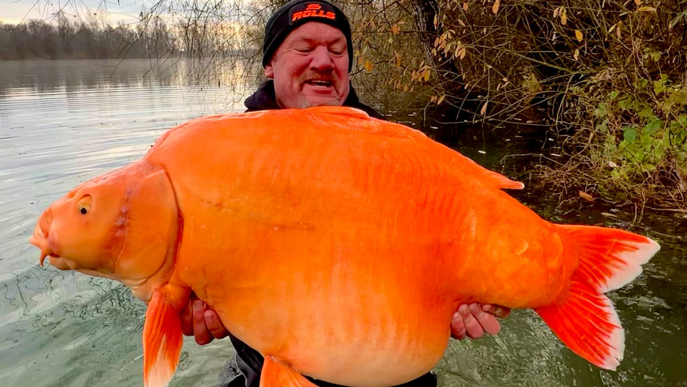 Vette vangst voor Cornelis uit Haarlem: koikarper van dik 30 kilo - NH Nieuws