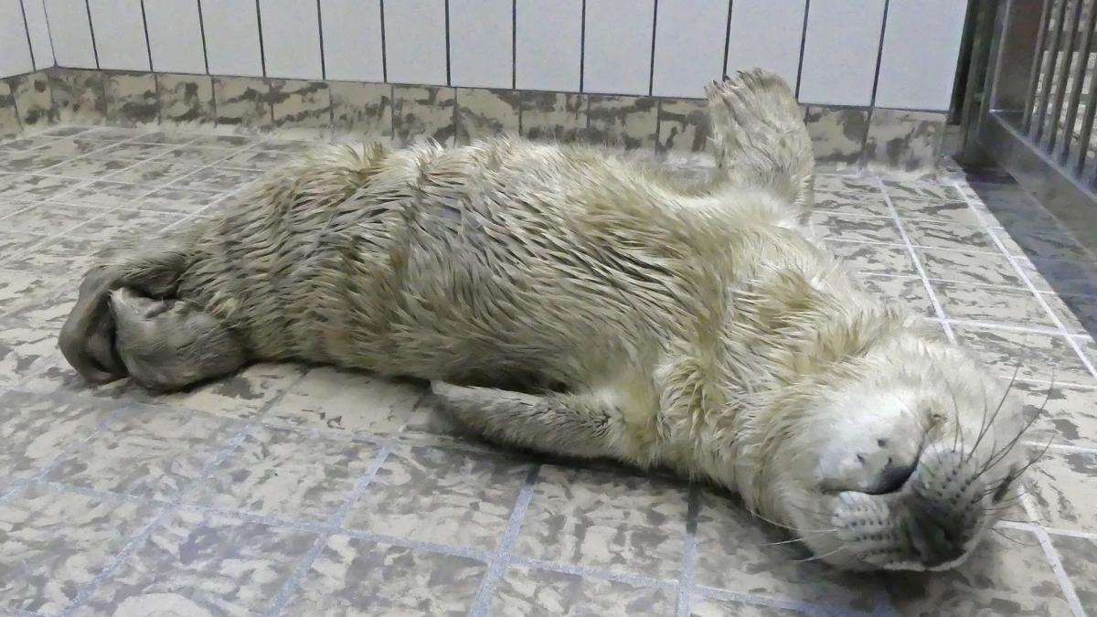 Zeehondenpup Flow komt tot rust bij Ecomare: mogelijk gebeten door ...
