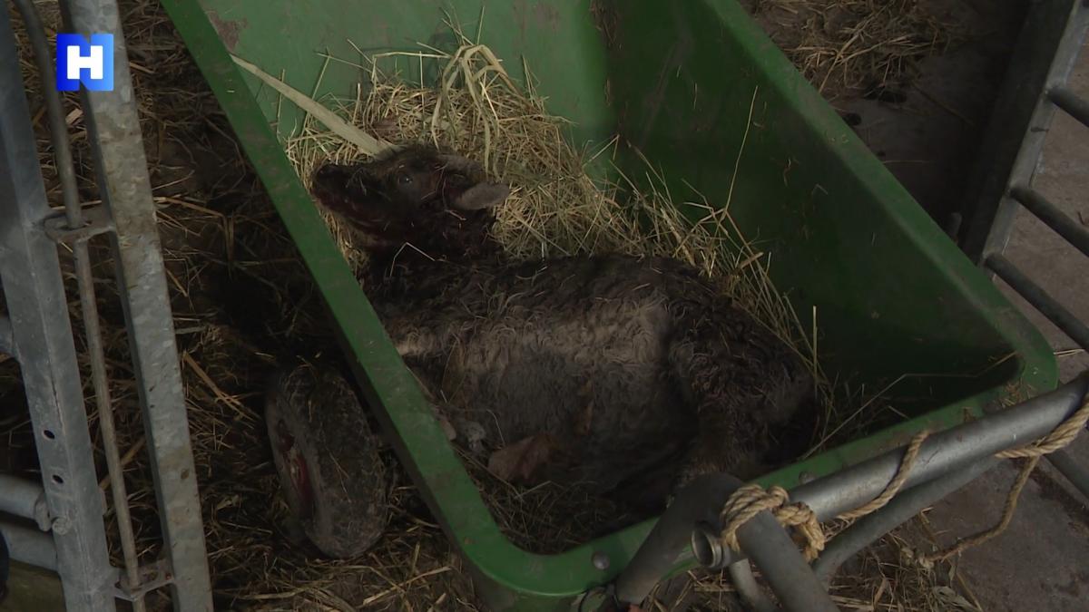 Schaap doodgebeten op IJsselmeerdijk: "Je ziet het bloed nog liggen"