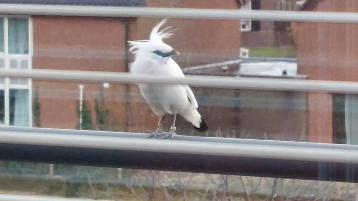 Wanhopige zoektocht naar zeldzame balispreeuw - NH Nieuws
